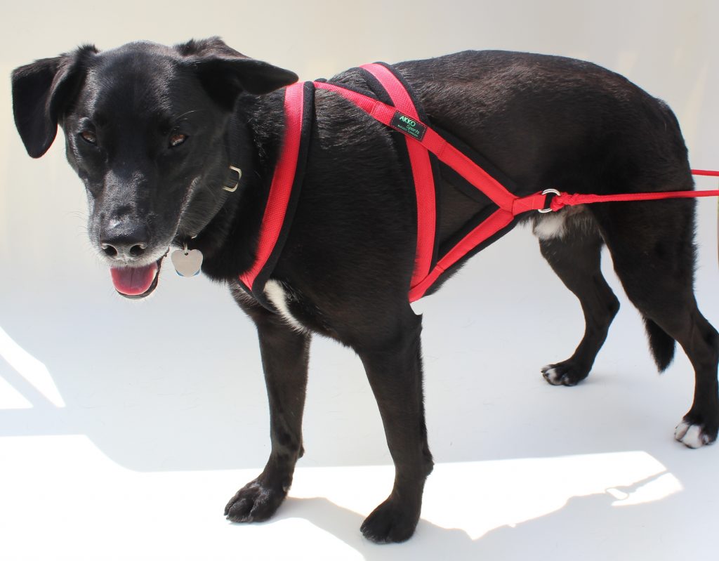 Single file dog pulling harness made in Canada | AKKO Sports