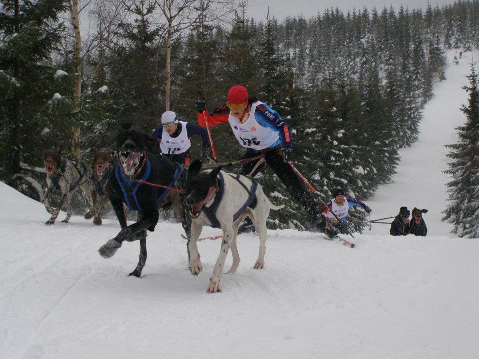 Skijoring Starter Kits | Made in Canada | AKKO Sports